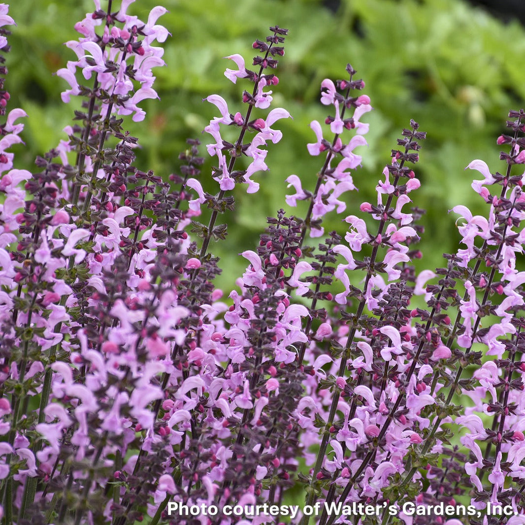 Plants that begin with S – Page 2 – Brandywine Cottage