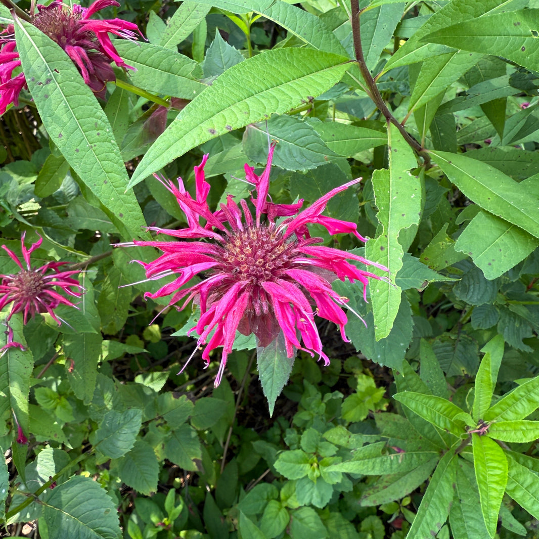 Featured Plants – Brandywine Cottage