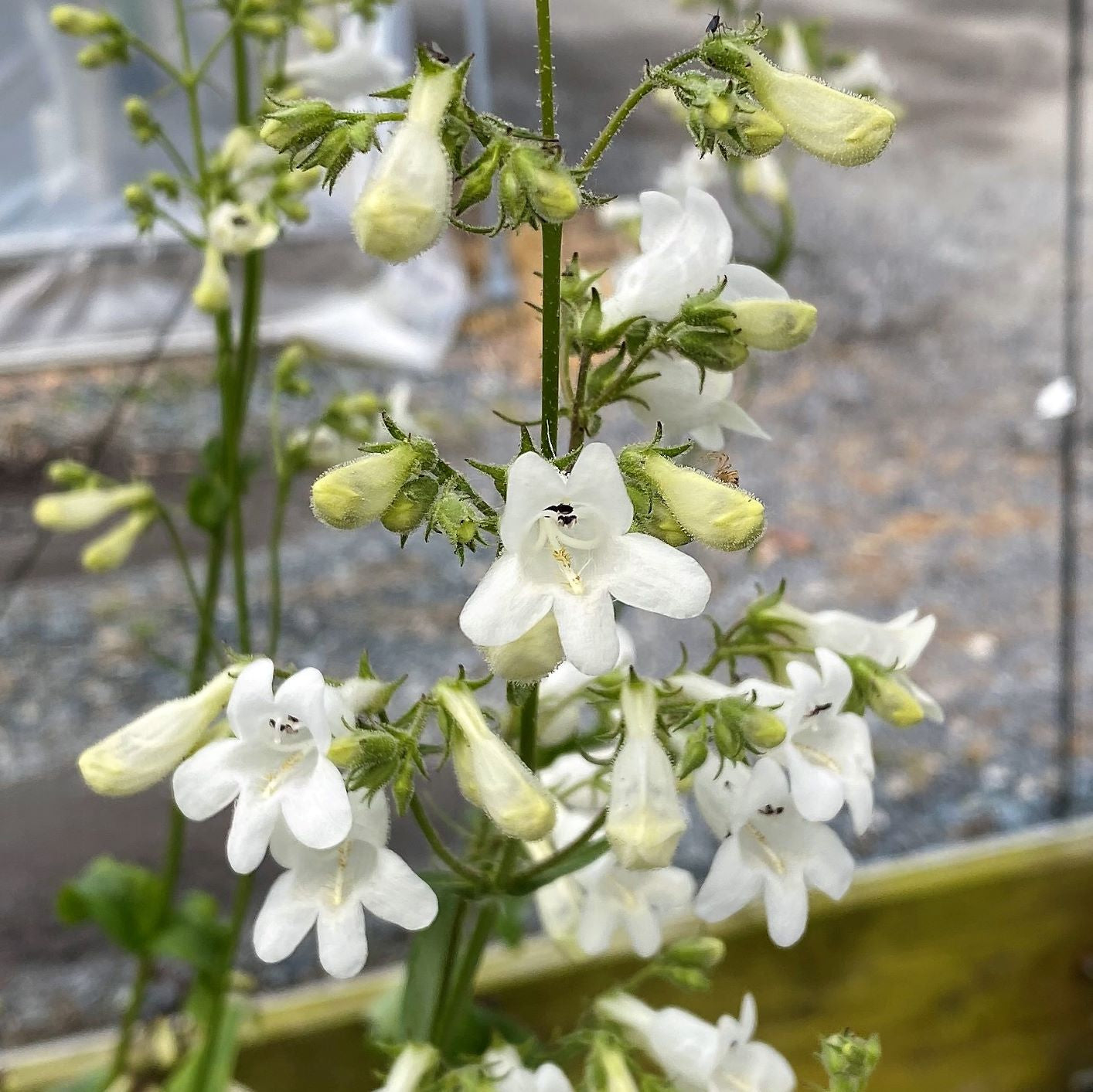 Penstemon digitalis 1Q – Brandywine Cottage