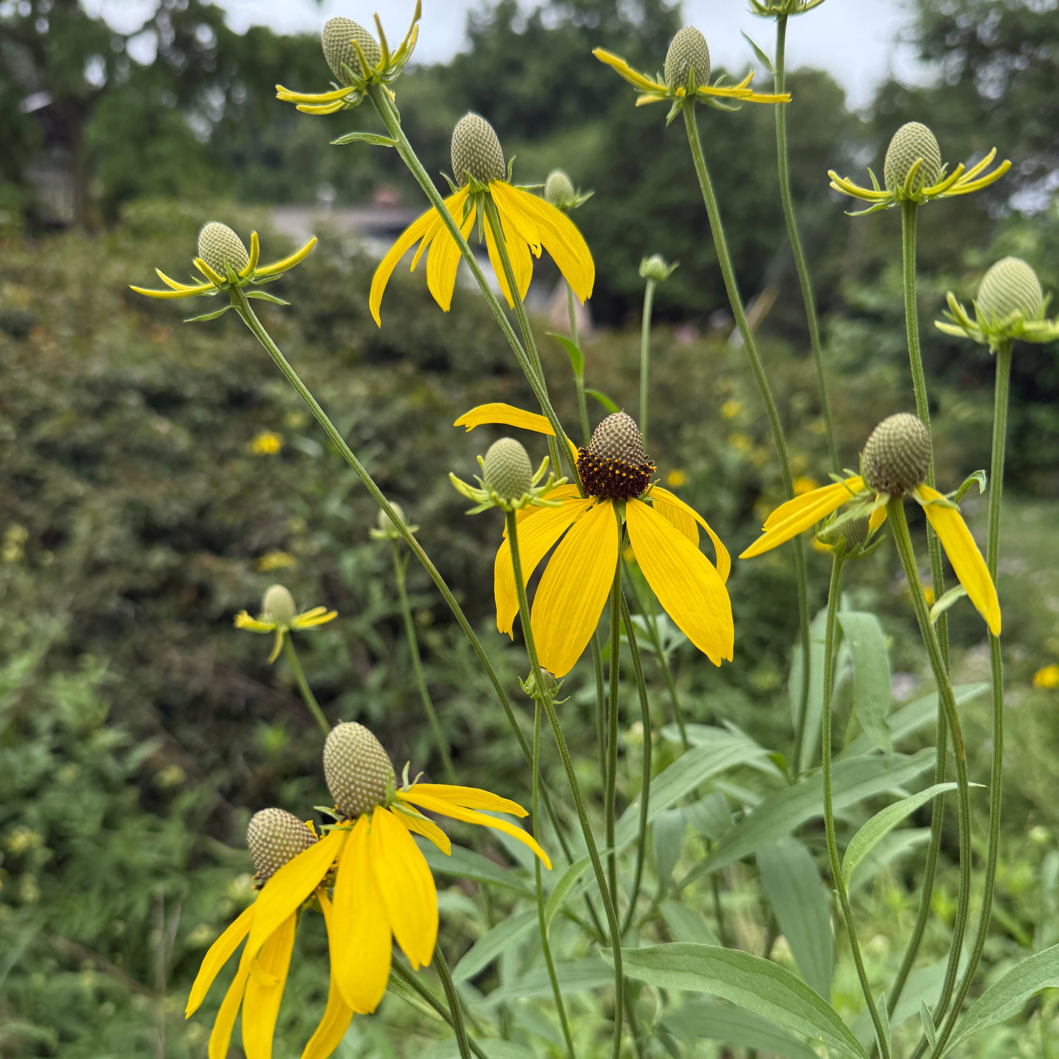 Ratibida pinnata 1Q – Brandywine Cottage